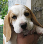 Willkommen bei Adobe GoLive 5