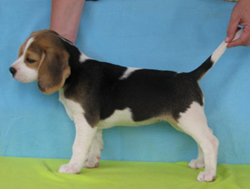 Willkommen bei Adobe GoLive 5