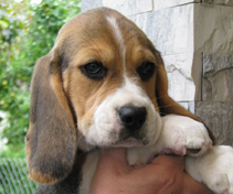 Willkommen bei Adobe GoLive 5