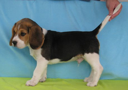 Willkommen bei Adobe GoLive 5